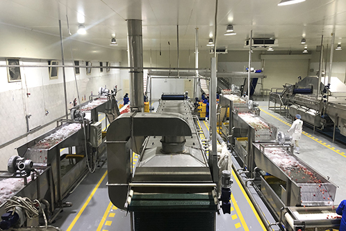 Production Process |IQF Frozen, Vegetables & Fruits Egypt